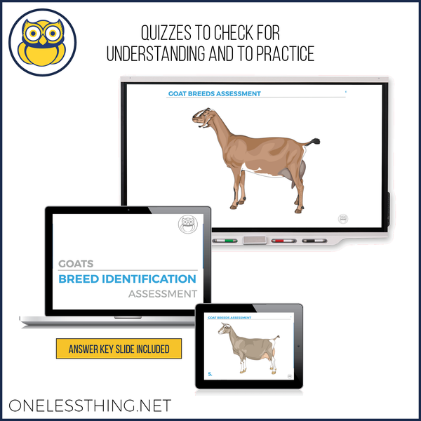 Livestock Breed ID, PowerPoint Download - One Less Thing