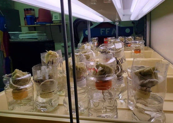 Desktop Hydroponic System Class Activity - One Less Thing