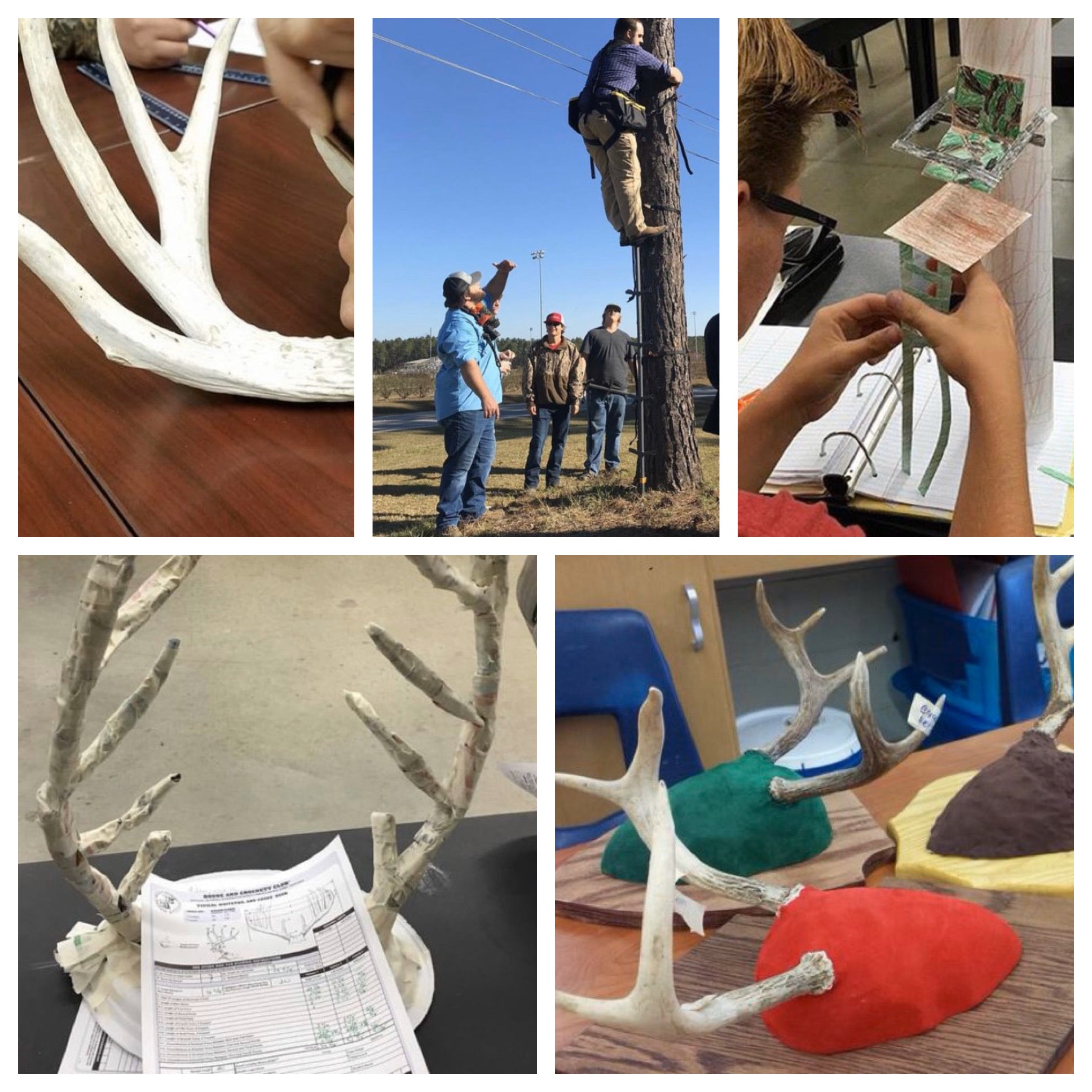 7 Activities For Whitetailed Deer, Deer Optional – One Less Thing