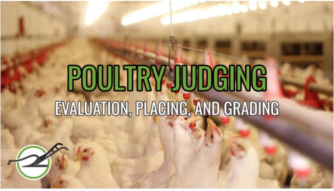 Poultry Judging CDE Videos on plowvideos.com – One Less Thing