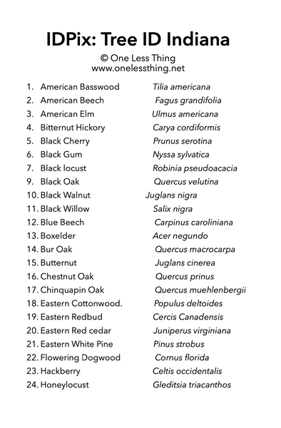 Indiana Tree ID, IDPix Cards - One Less Thing