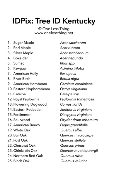 Kentucky Tree ID, IDPix Cards - One Less Thing