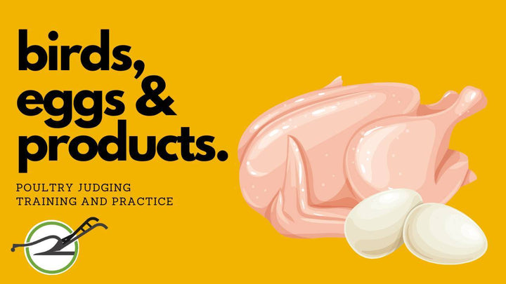 Poultry Judging – One Less Thing