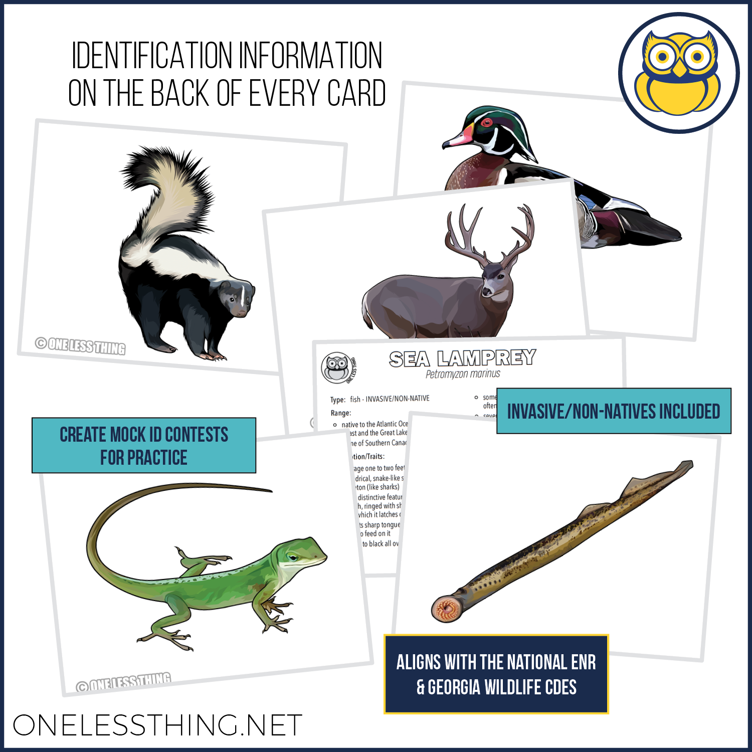 Wildlife Identification, LAMINATED CARDS - One Less Thing