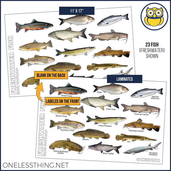 Wildlife ID Fish and Aquatics Posters, Set of 3 - One Less Thing