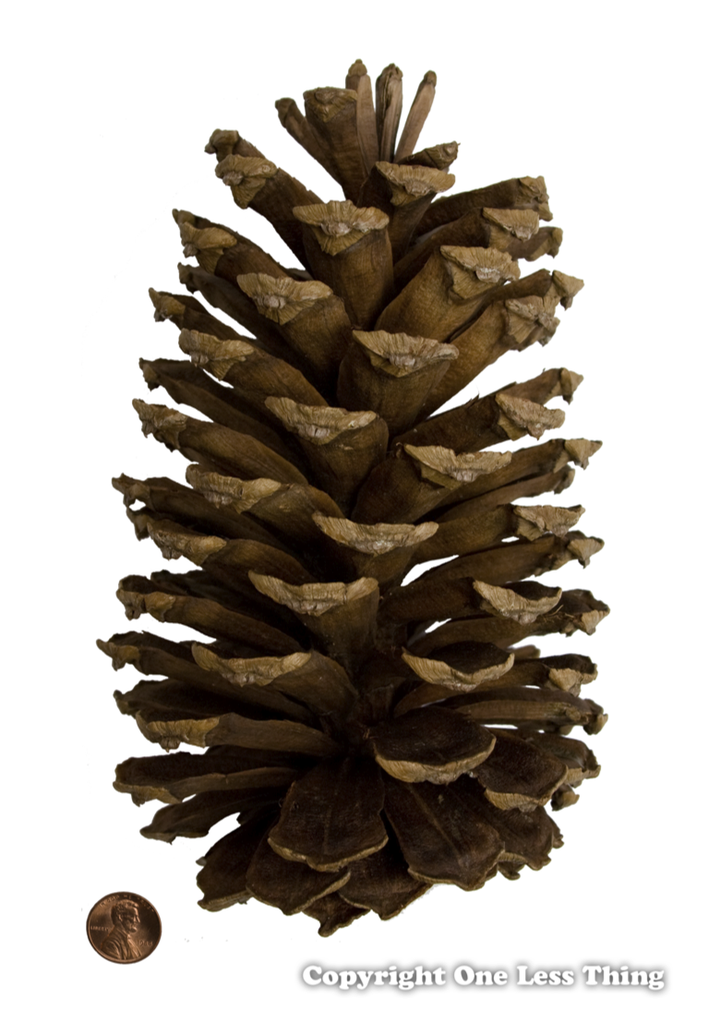 Pine Cone Identification