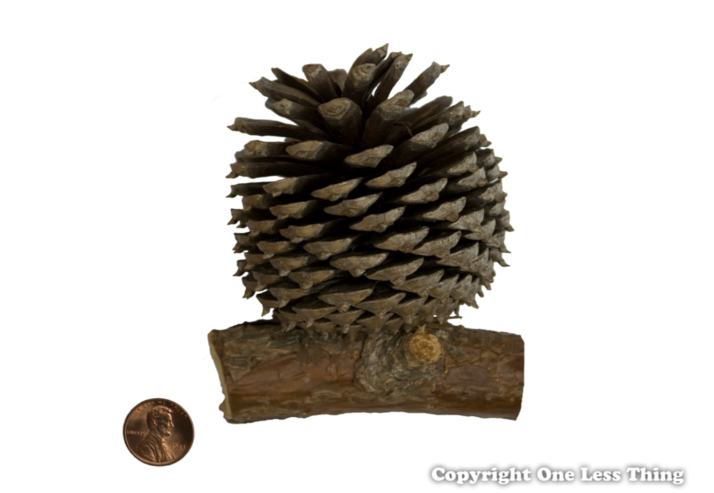 Pine Cone ID, IDPix Cards - One Less Thing