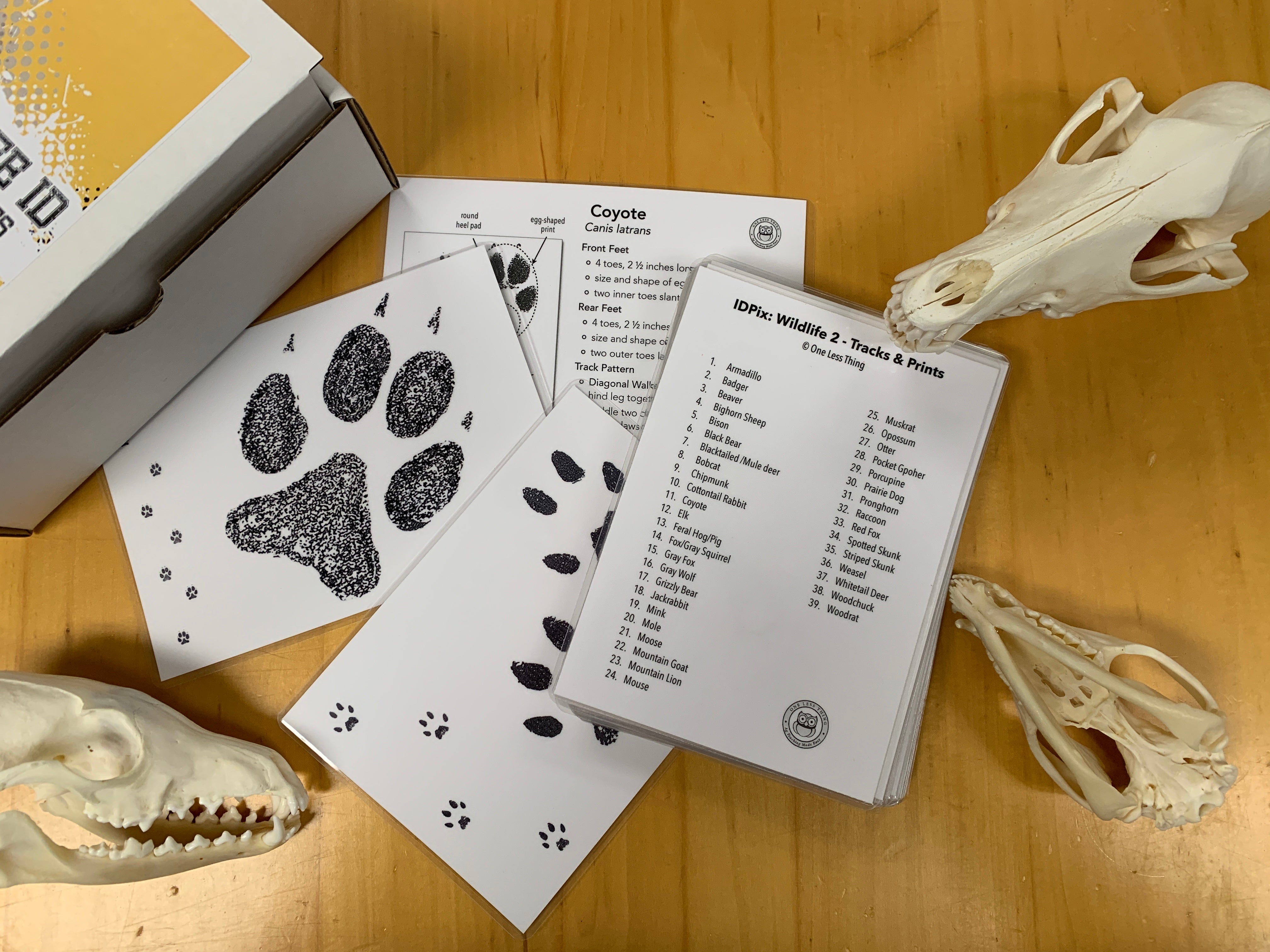 Animal Track Identification Cards