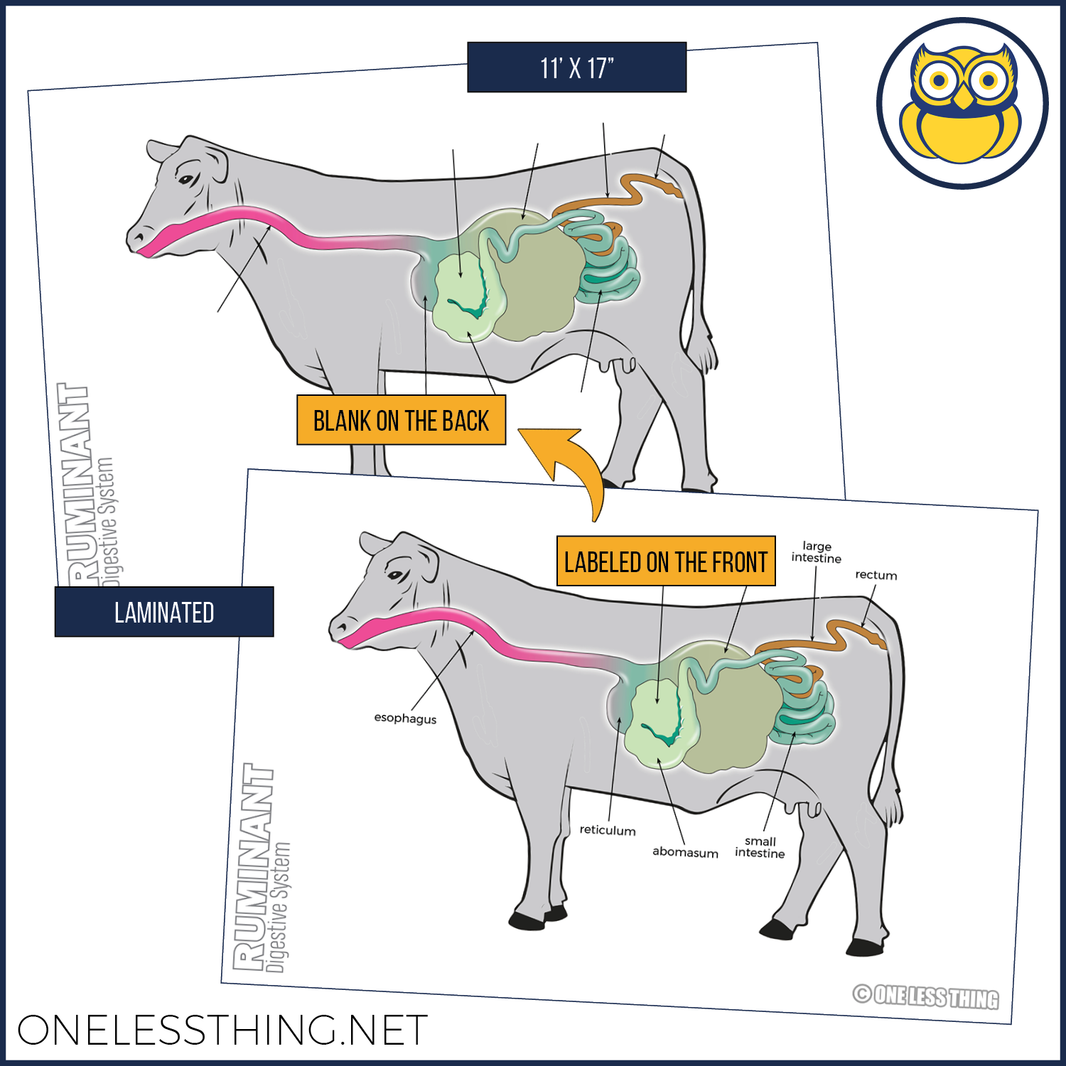 Animal Digestive Systems Posters, Set of 4 – One Less Thing