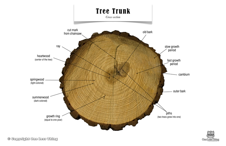 Tree Trunk Anatomy, Poster – One Less Thing