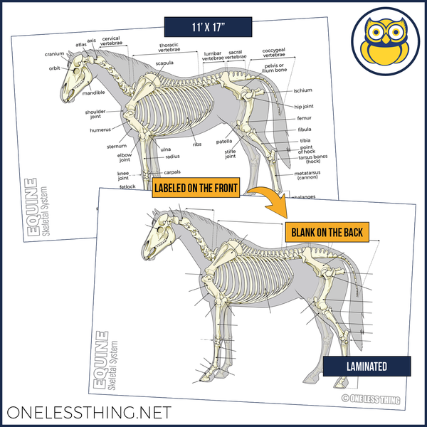 Vet Science Skeletal System Posters, Set of 4 - One Less Thing