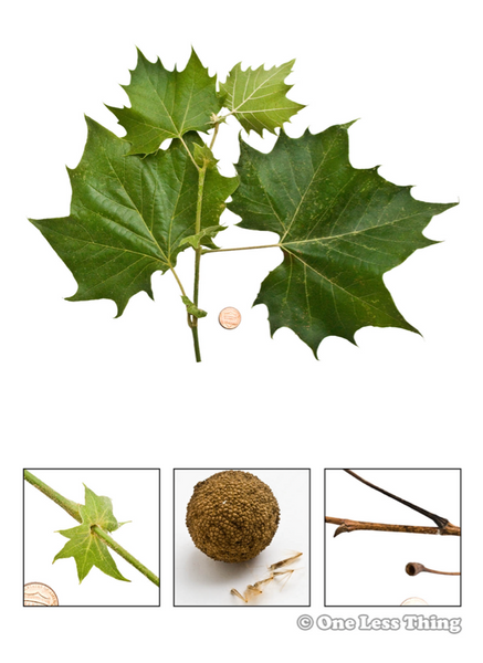 Missouri Tree ID, IDPix Cards - One Less Thing