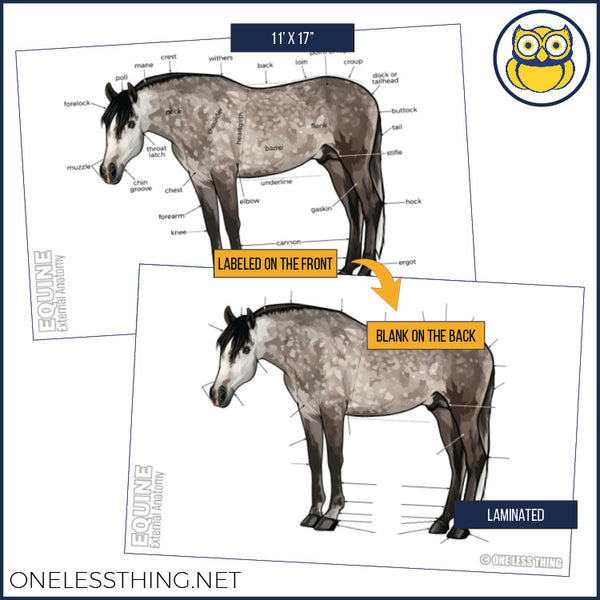 Livestock Anatomy Posters, Set of 7 (REVISED) - One Less Thing