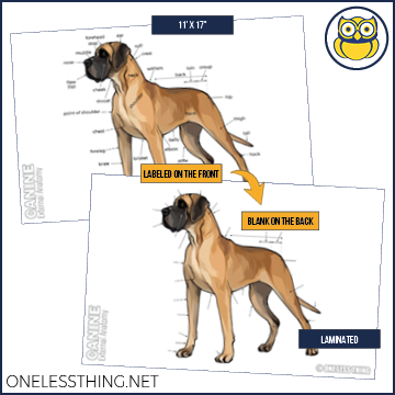 Small Animal Anatomy Posters, Set of 5 - One Less Thing