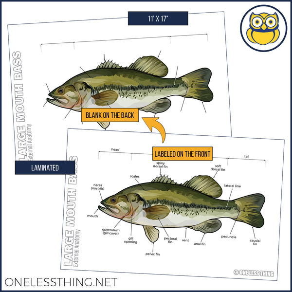 Wildlife Anatomy Posters, Set of 4 - One Less Thing